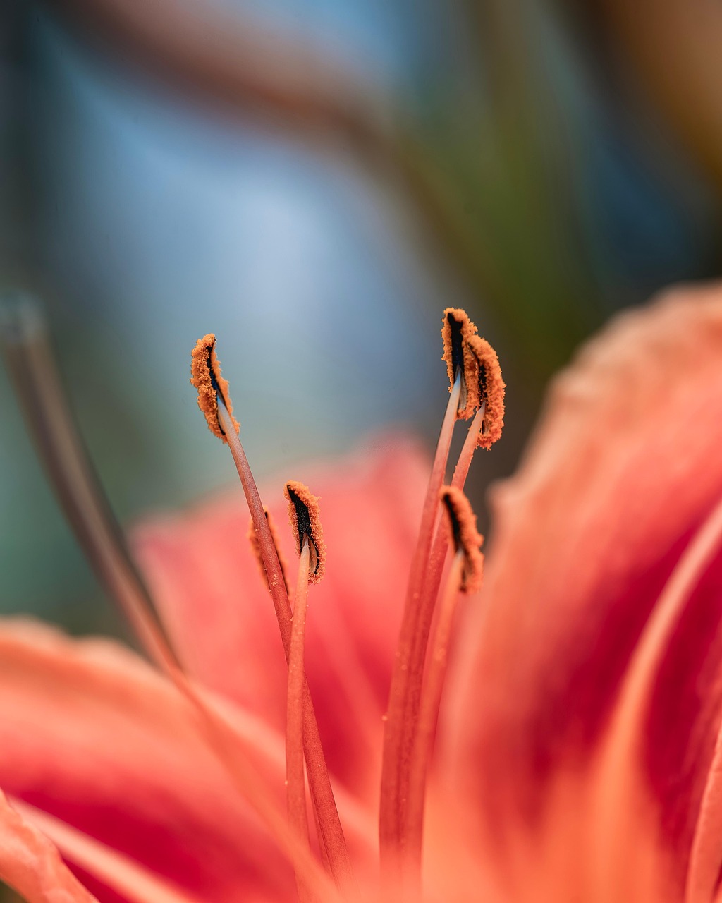 Fleur Pistils Flore - Photo gratuite sur Pixabay - Pixabay