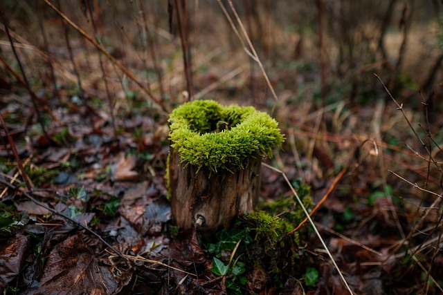 Moos Baum Stamm - Kostenloses Foto auf Pixabay - Pixabay