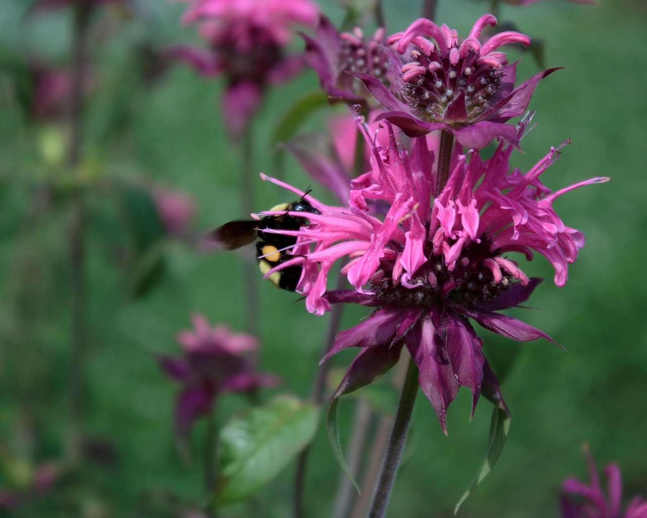 Bee Honey Bumblebee Black And - Free photo on Pixabay - Pixabay