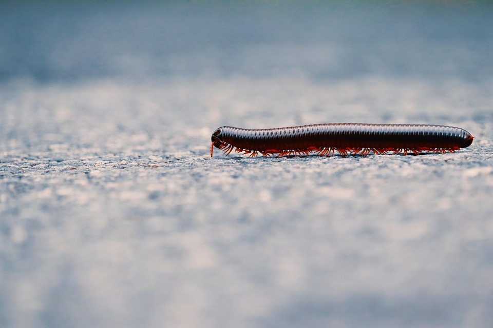 Insect Millipede Worm - Free photo on Pixabay - Pixabay