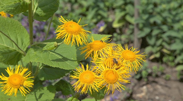 Hummel Biene Sommer - Kostenloses Foto auf Pixabay - Pixabay