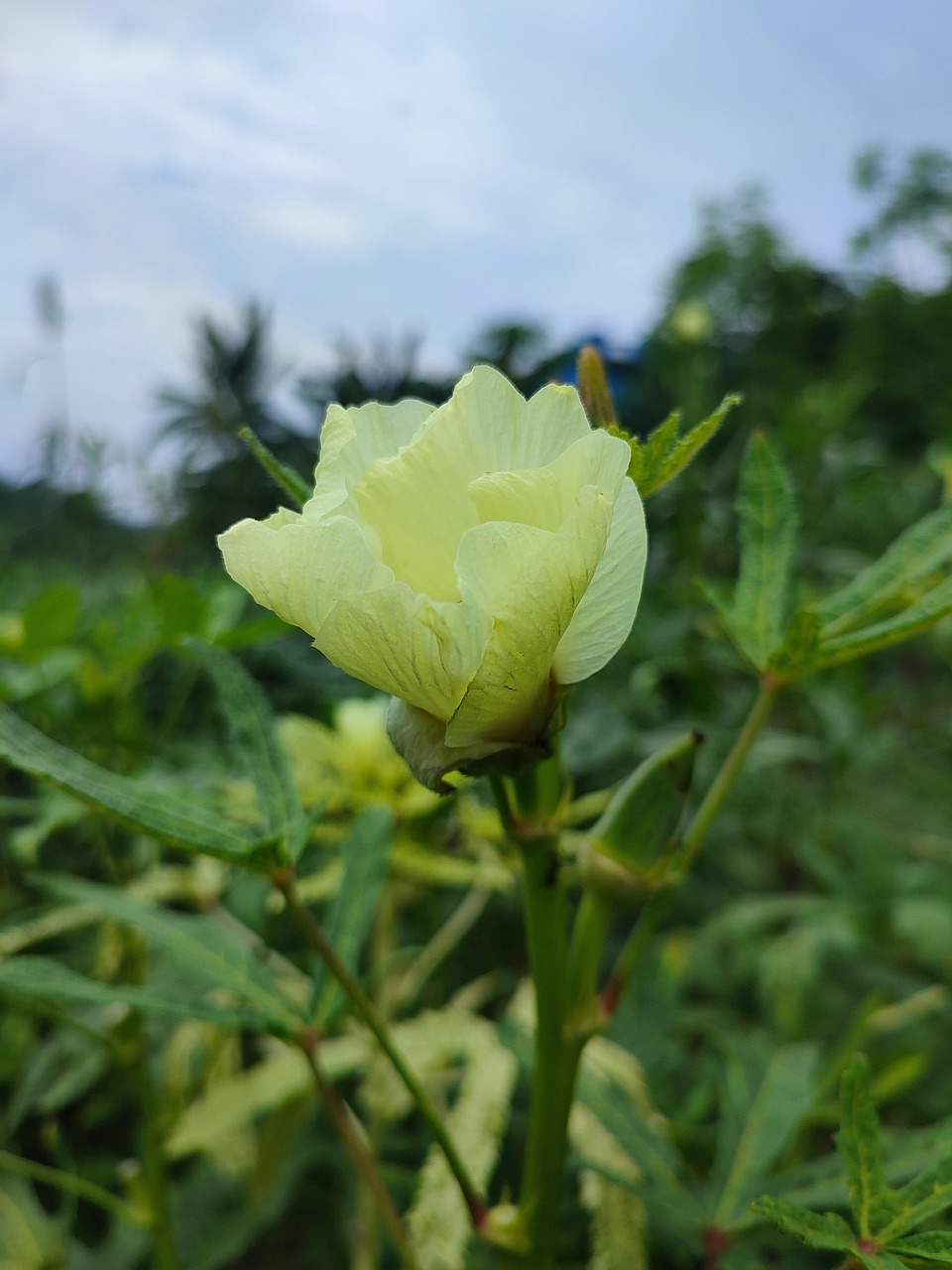 Bunga Alam Pohon - Foto gratis di Pixabay - Pixabay
