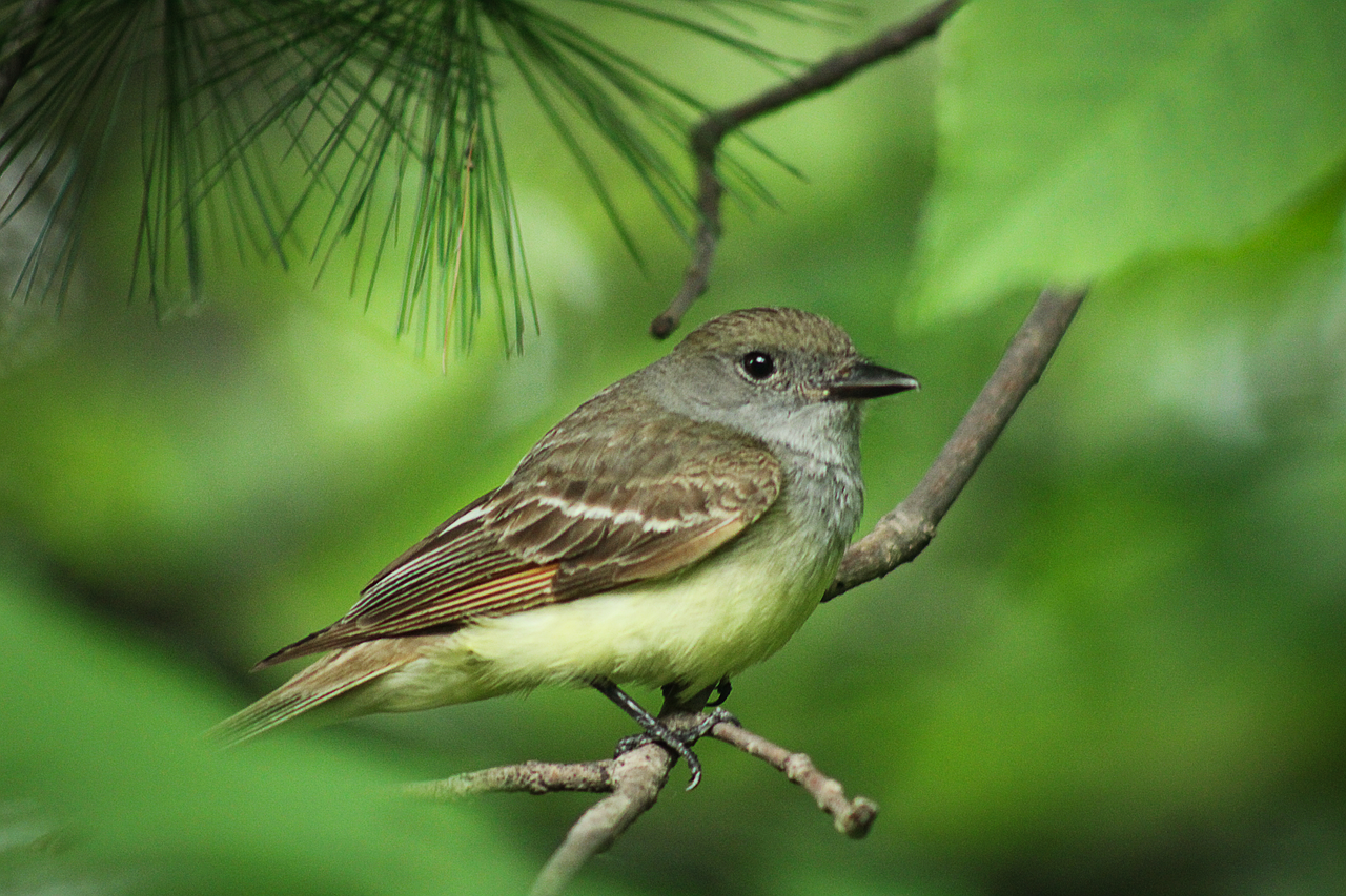 Bird Yellow Crested Tyrant - Free photo on Pixabay