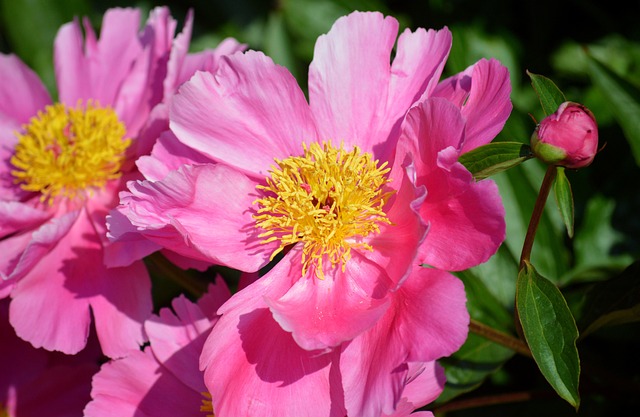 Peonies Flower Wallpaper Beautiful - Free photo on Pixabay - Pixabay