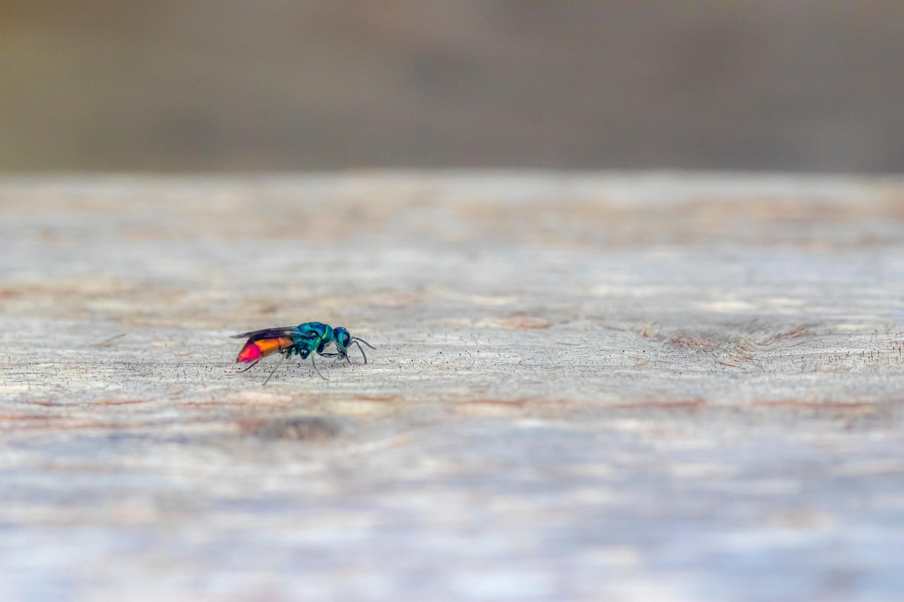 Avispa Cuco Insecto Macro - Foto gratis en Pixabay - Pixabay