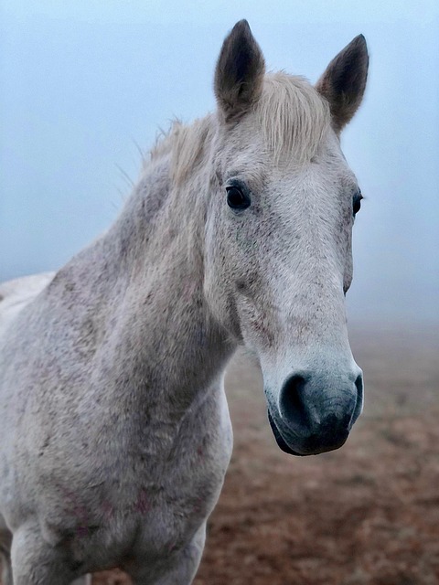 Caballo Animal Mamífero - Foto gratis en Pixabay - Pixabay