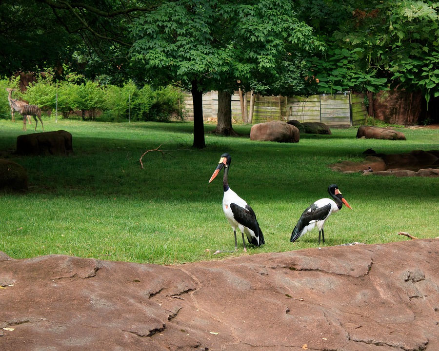 Saddlebill Stork Bird - Free photo on Pixabay - Pixabay