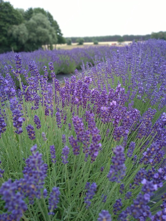 Purple Les Plantes Flore - Photo gratuite sur Pixabay - Pixabay