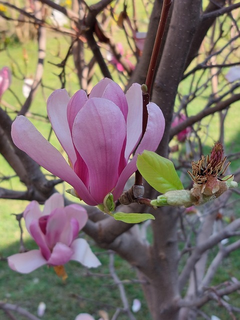 Magnolia Kukka - Ilmainen valokuva Pixabayssa - Pixabay