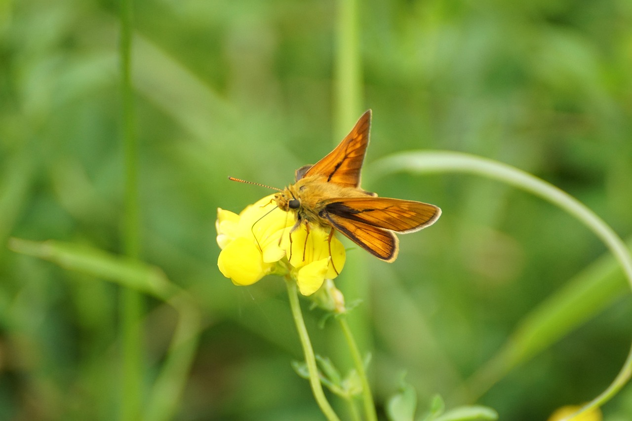 Papillon Vert La Nature - Photo gratuite sur Pixabay - Pixabay