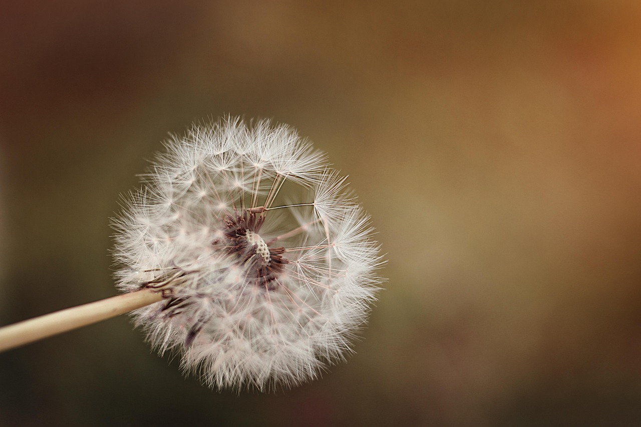Dandelion Nature Landscape Close - Free photo on Pixabay - Pixabay