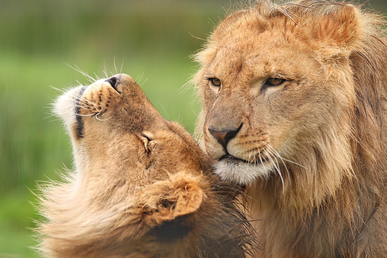Animals Lion Mammals Wallpapers