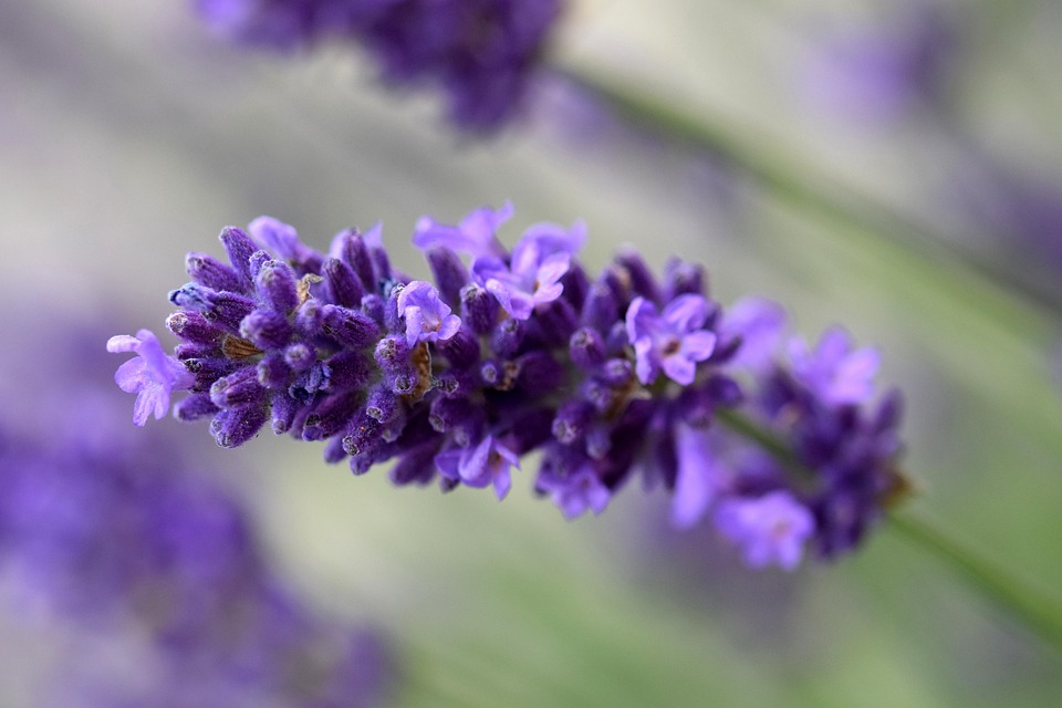 Lavanda Flores Planta Flor - Foto gratuita no Pixabay - Pixabay