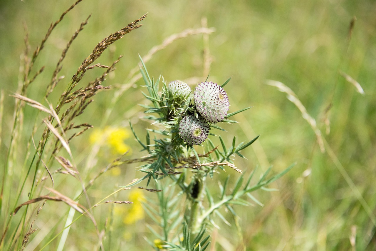 Wool Head Creeping Thistle - Free photo on Pixabay