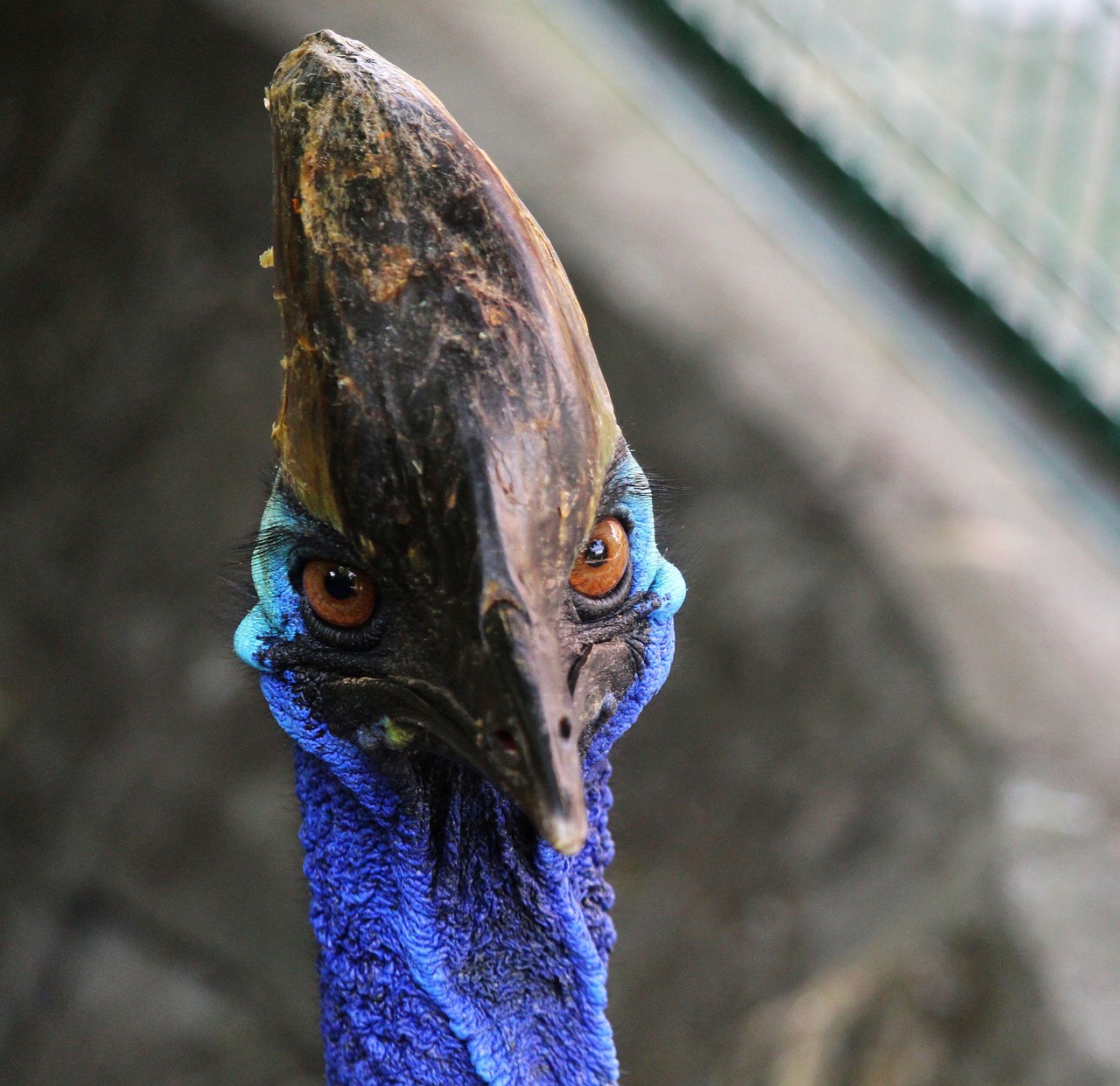 6,000+ Free 헬멧을 쓴 화식조 & Cassowary Images - Pixabay