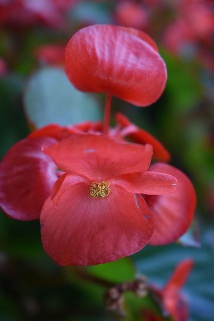 Fleur Rouge Dans Un Buisson - Photo gratuite sur Pixabay - Pixabay