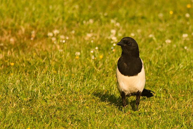 Magpie Bird Animal - Free photo on Pixabay - Pixabay