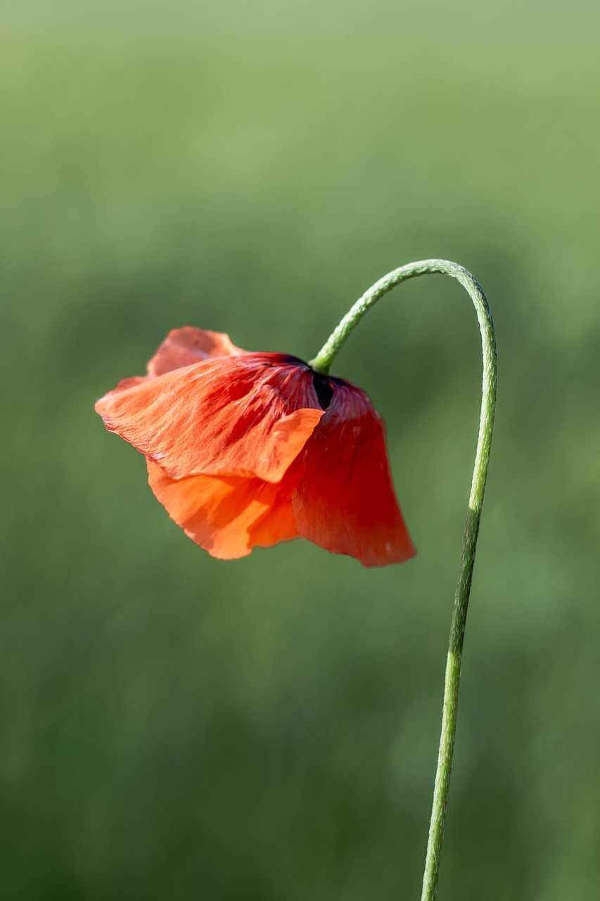 Poppy Flower Plant Red - Free photo on Pixabay