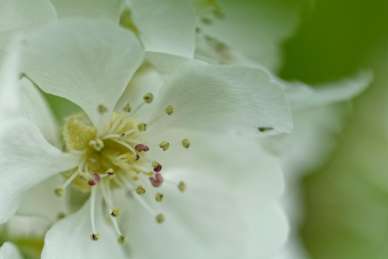 Florecer Flor De Pera Blanca - Foto gratis en Pixabay - Pixabay