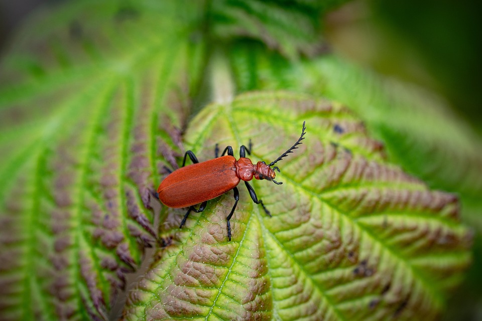 Cardinal Beetle Insect - Free photo on Pixabay - Pixabay