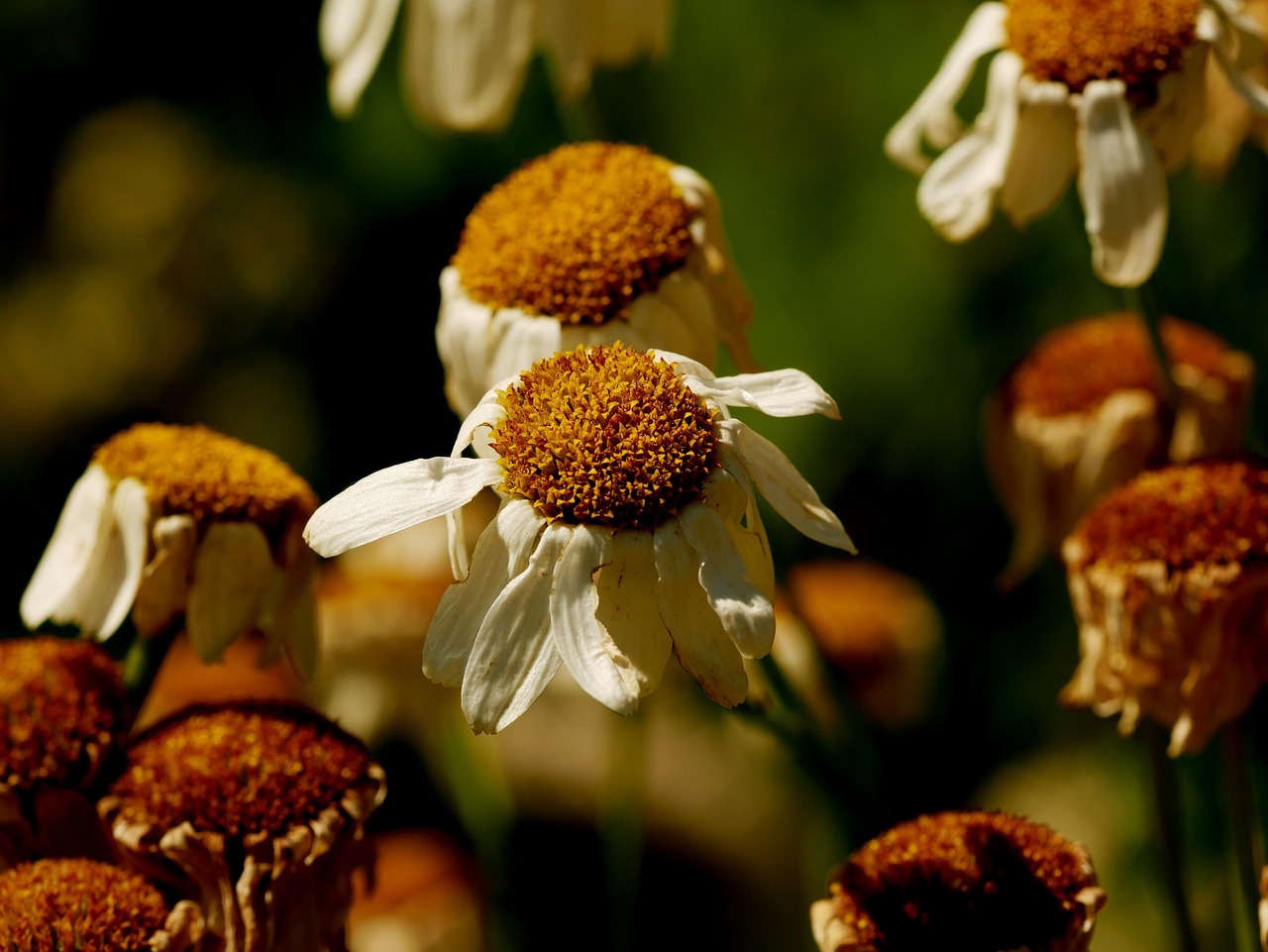 Margaridas Murchas - Foto gratuita no Pixabay - Pixabay