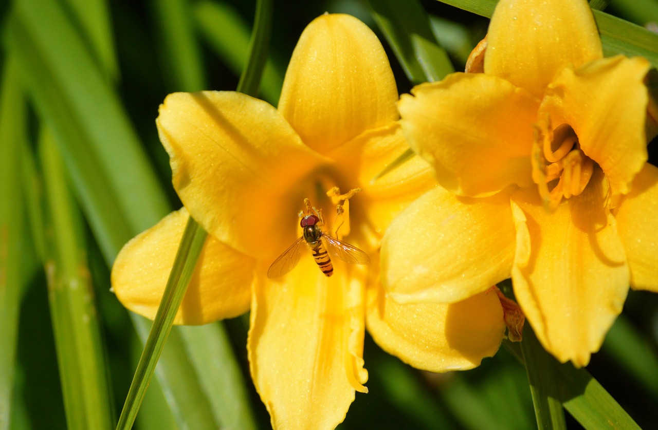 Beautiful Flowers Hover - Free photo on Pixabay - Pixabay