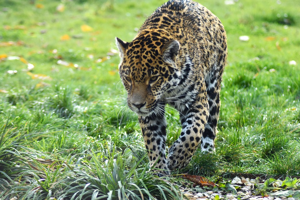 Jaguar Feline Spots American - Free photo on Pixabay - Pixabay