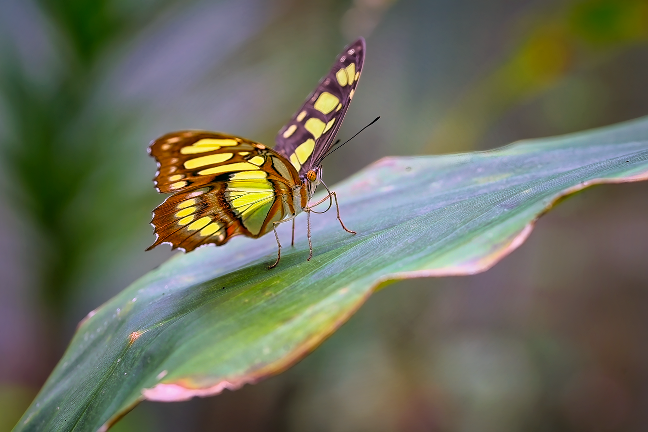 Butterfly Malachite Insect - Free photo on Pixabay - Pixabay