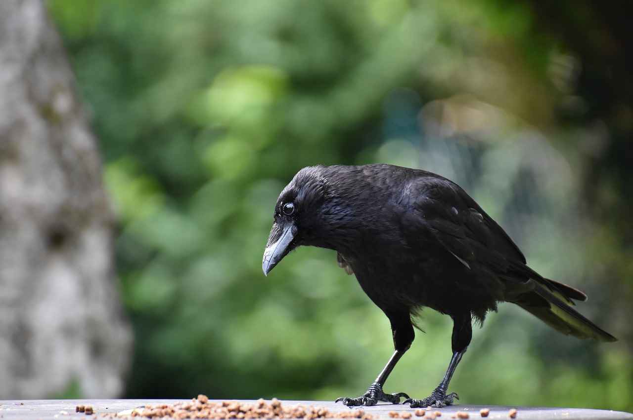 Corbeau Oiseau Corneille Noire Le - Photo gratuite sur Pixabay - Pixabay