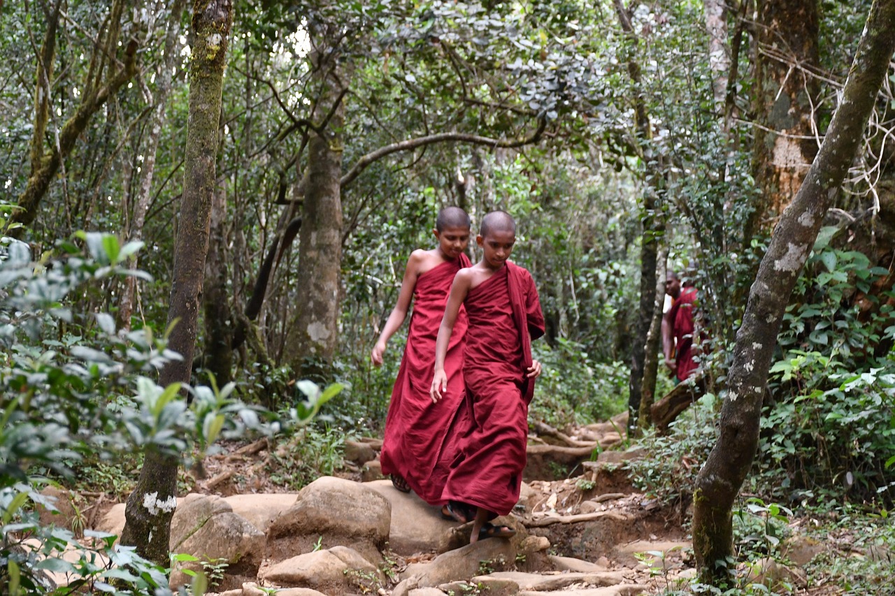 Monk Buddhist Forest - Free photo on Pixabay - Pixabay