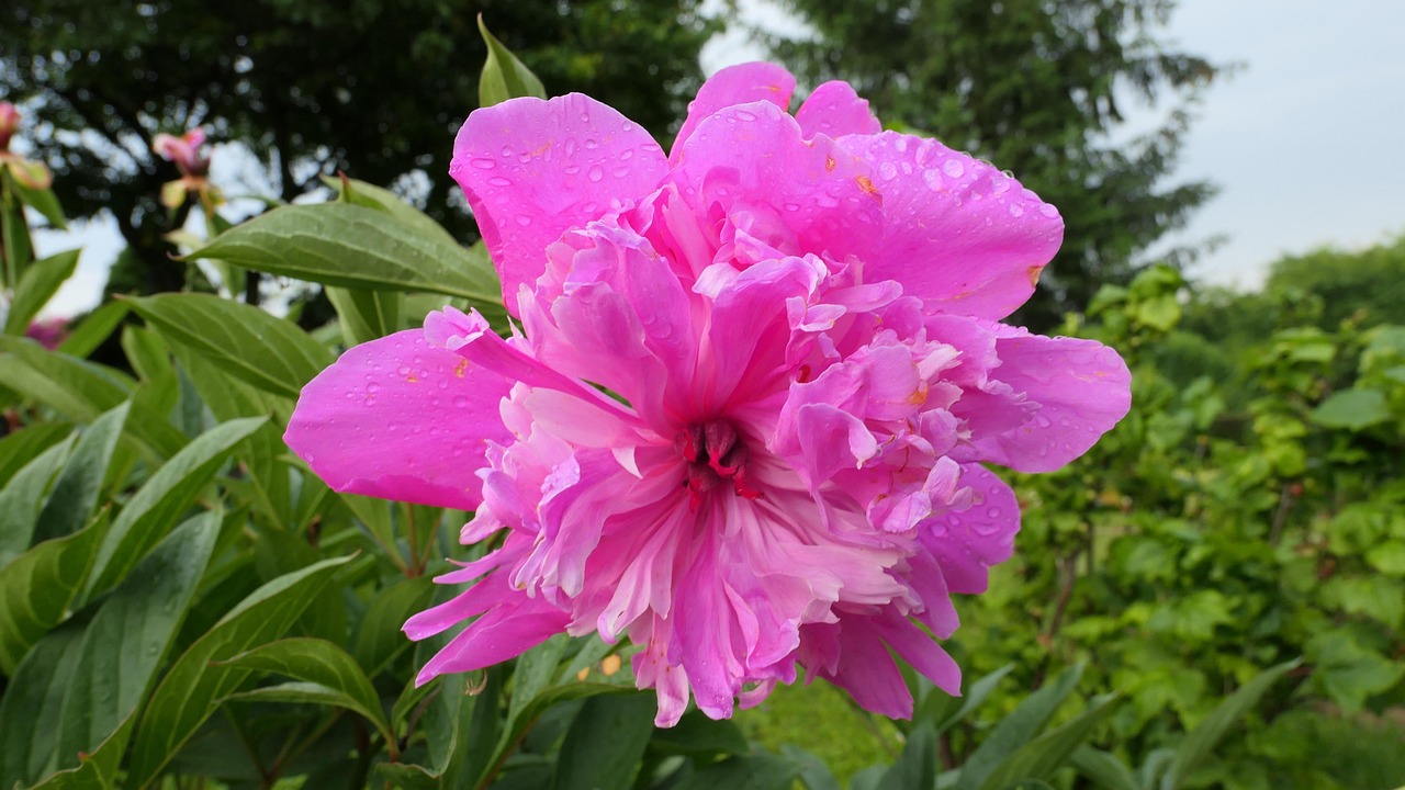 粉红色的花 花 盛开 - Pixabay上的免费照片 - Pixabay