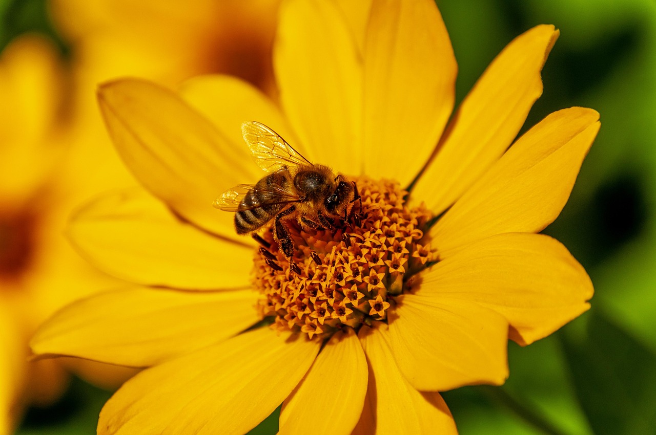 Miel De Abeja Flor - Foto gratis en Pixabay - Pixabay