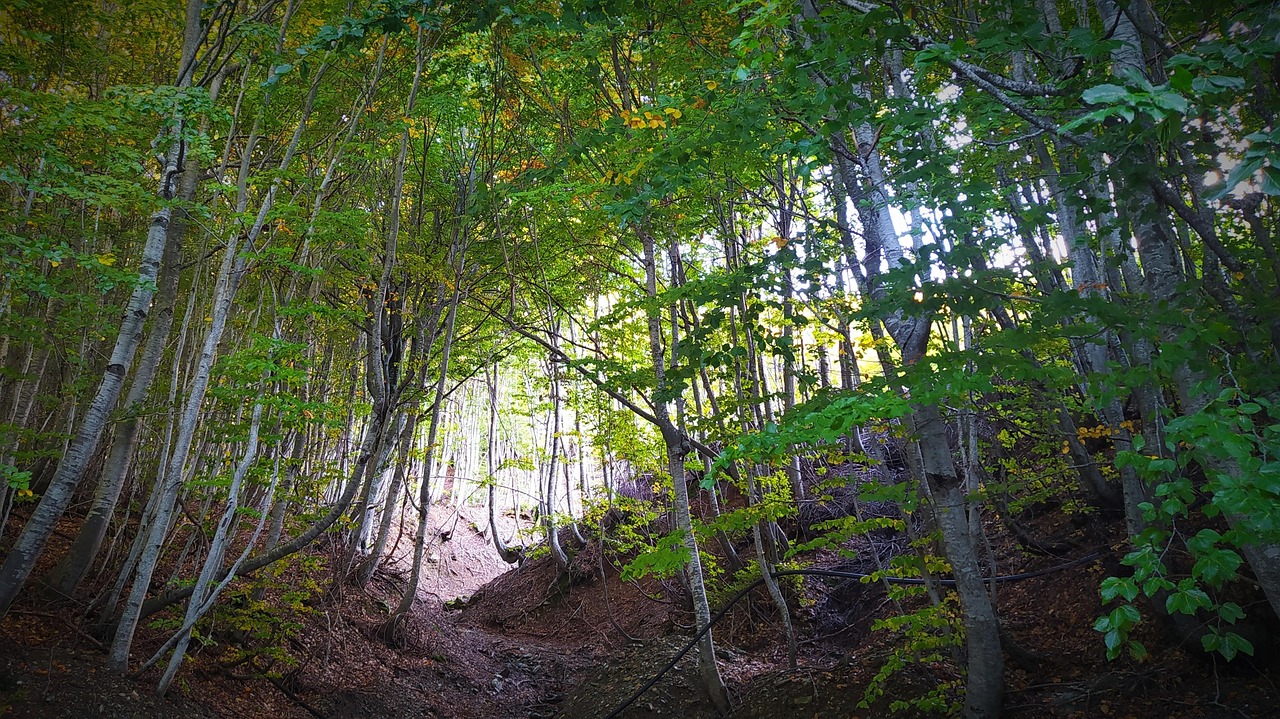Woods Trees Landscape - Free photo on Pixabay - Pixabay