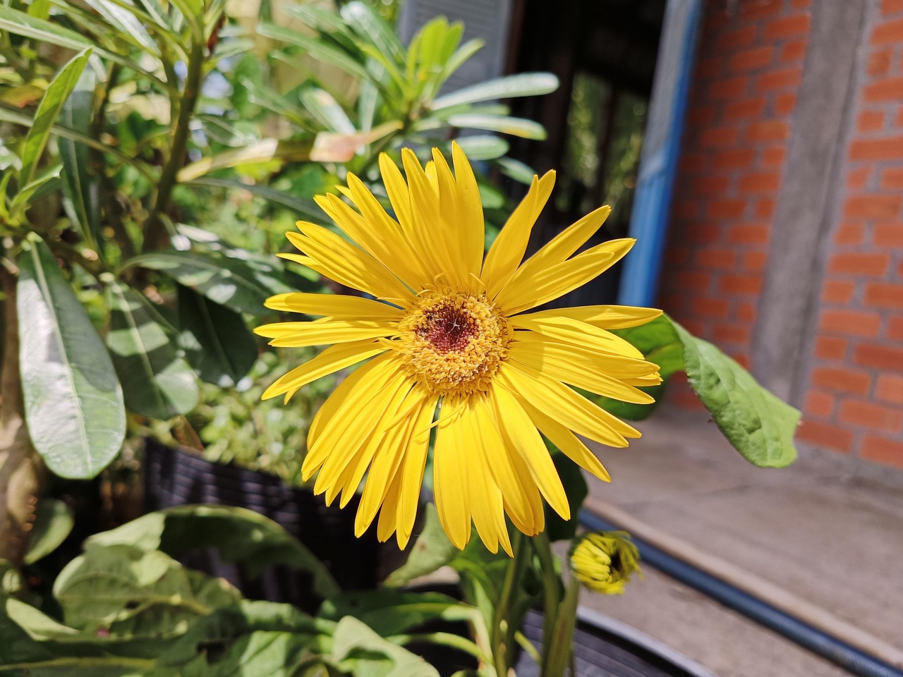 Sun Flower Yellow Flowers Little - Free photo on Pixabay - Pixabay