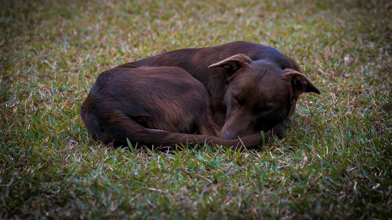 Kelpie Dog Mammal - Free photo on Pixabay