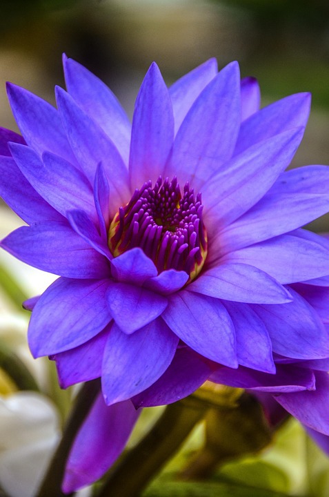 Lotus Fleur Plantes - Photo gratuite sur Pixabay - Pixabay