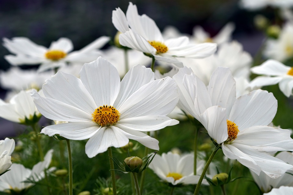 Cosmos Flores Plantas - Foto gratis en Pixabay - Pixabay