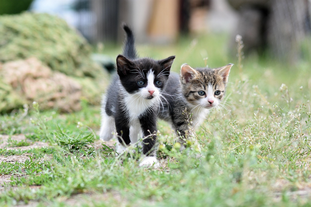 M s De 90 000 Im genes Gratis De Gatos 1920X1080 Y Gatos Pixabay