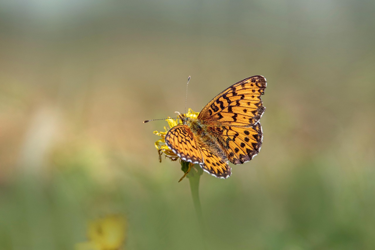 Mariposa Insecto Alas Medio - Foto gratis en Pixabay - Pixabay