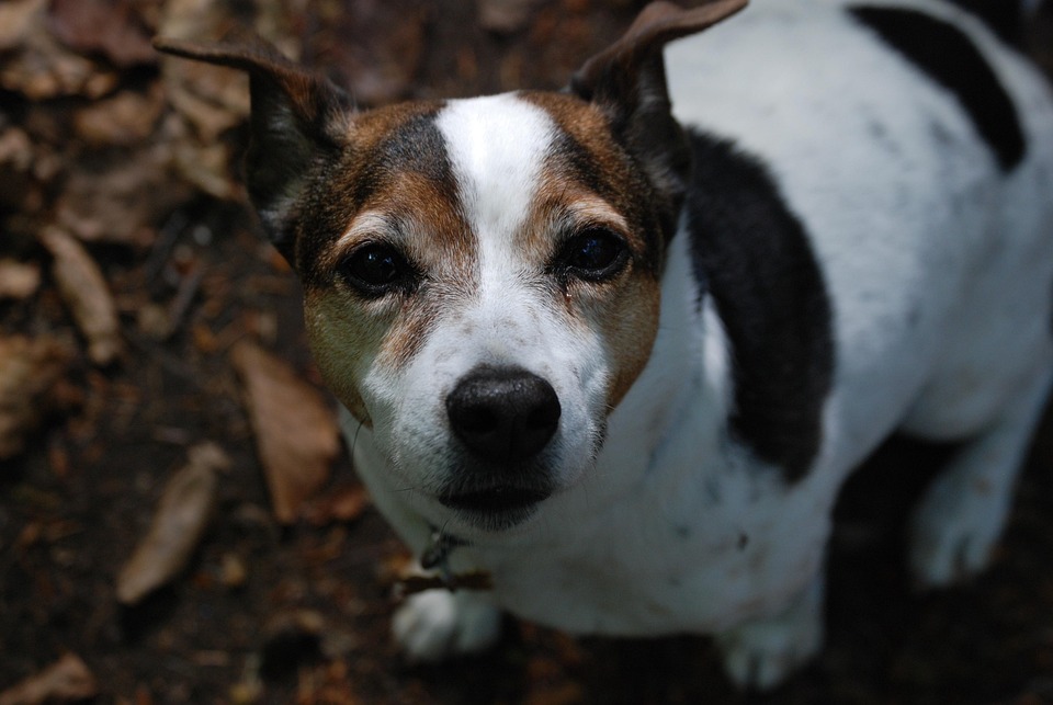 Jack Russell Terrier Chien Animal - Photo gratuite sur Pixabay - Pixabay