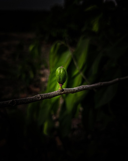 Fotografie Natur Fotos - Kostenloses Foto auf Pixabay - Pixabay