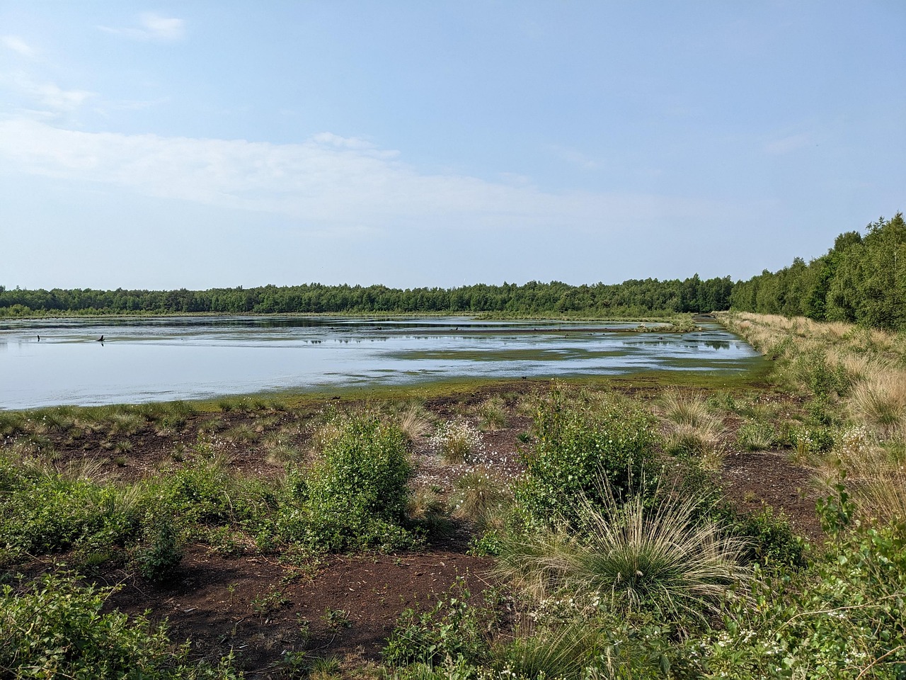 High Moor Renaturation Lower - Free photo on Pixabay - Pixabay