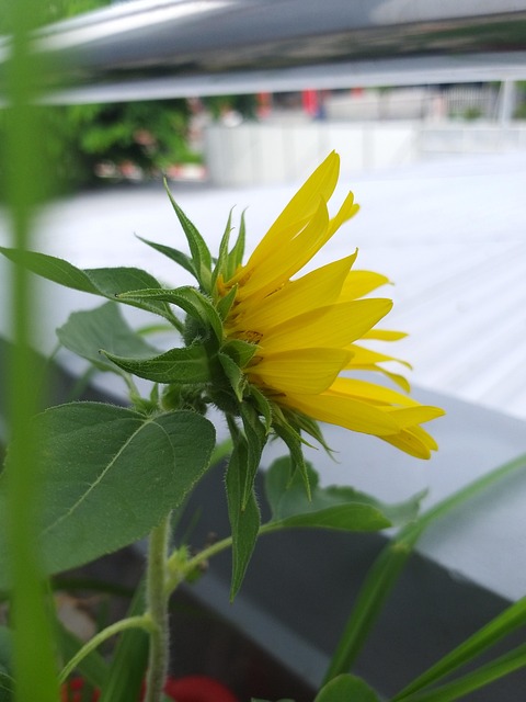 Dwarf Sunflower Sun Flower Yellow - Free photo on Pixabay - Pixabay