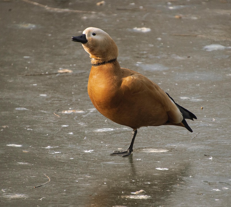 Ruddy Shelduck Duck Bird - Free photo on Pixabay - Pixabay
