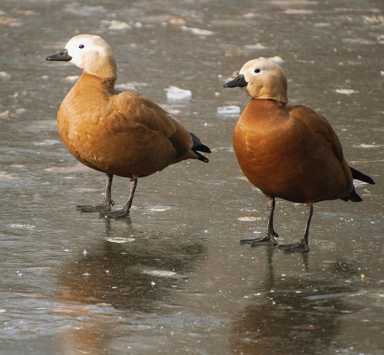 Ruddy Shelducks Ducks Birds - Free photo on Pixabay - Pixabay