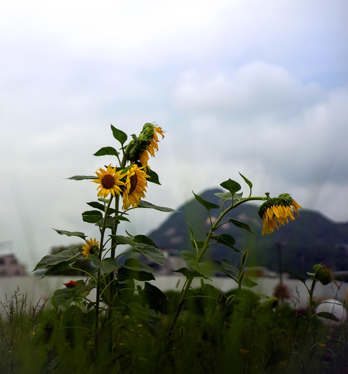 Jarak Menengah Bunga Matahari - Foto gratis di Pixabay - Pixabay