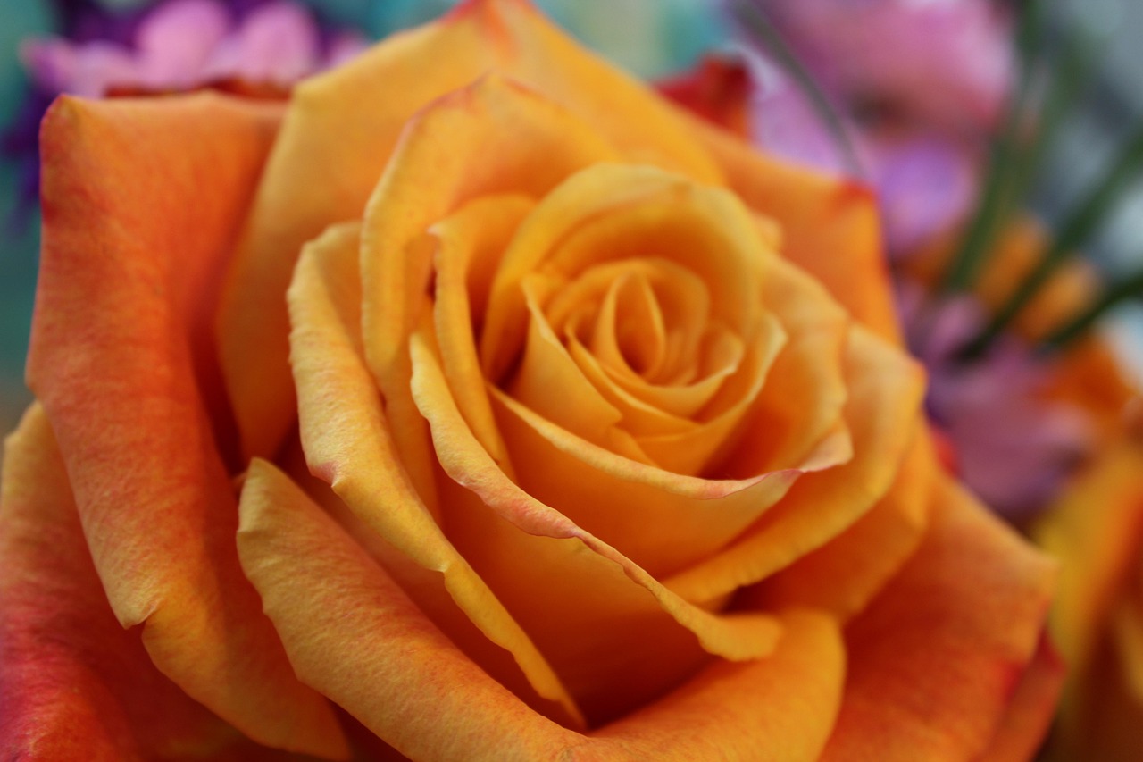 Rose Pétales Nature Le - Photo gratuite sur Pixabay - Pixabay