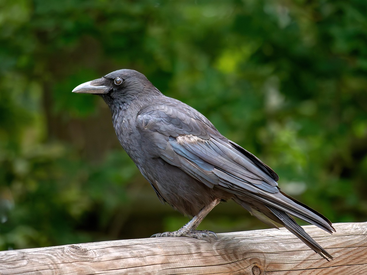 20,000+ Free Crow Images & Crow Images - Pixabay