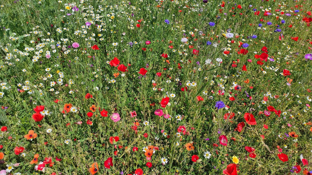 Pelouse La Nature Printemps - Photo gratuite sur Pixabay - Pixabay