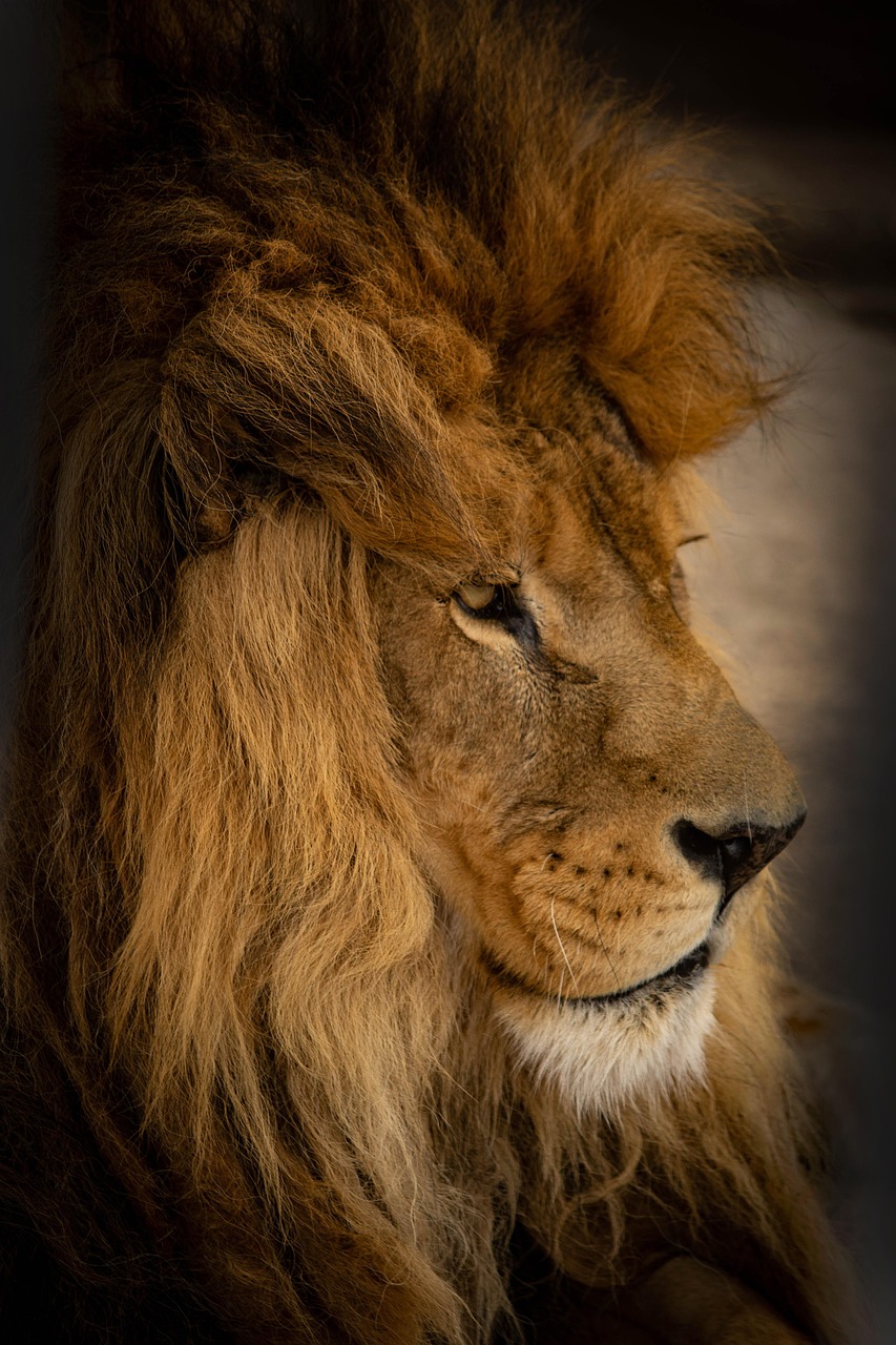 Lion Mammifère Animal - Photo gratuite sur Pixabay - Pixabay